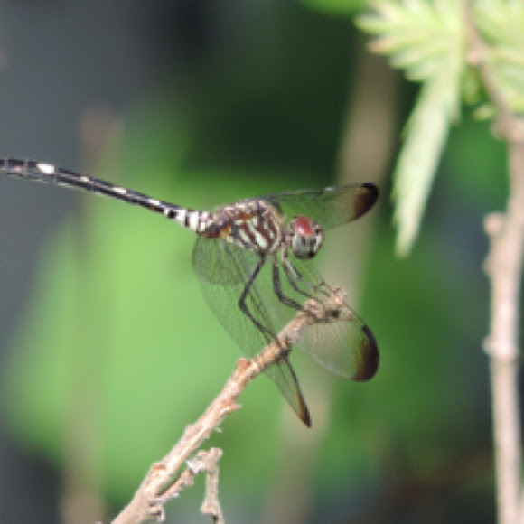 Swift Setwing | Project Noah