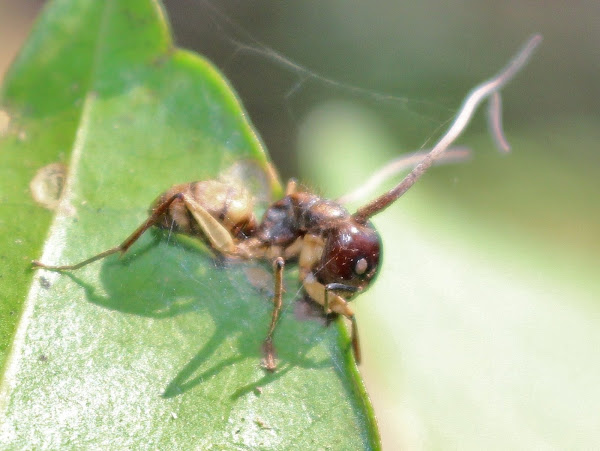 Zombie Ant (infected) | Project Noah