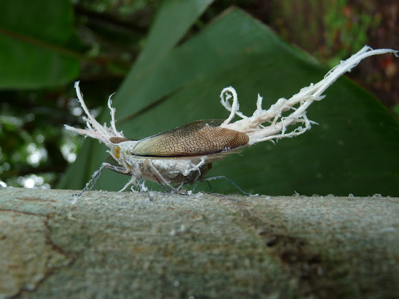 Fulgorid Planthoppers | Project Noah