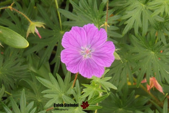 Spotted Geranium | Project Noah