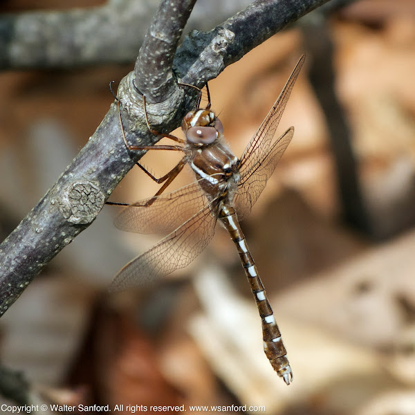 Stream Cruiser dragonfly (male) | Project Noah