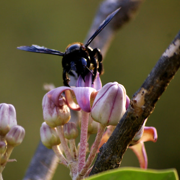 Indian Bhanvra | Project Noah