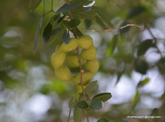 Manilla Tamarind, Madras Thorn, Sweet tamarind, जंगल जलेबी, கொடுக்காப்புளி | Project Noah