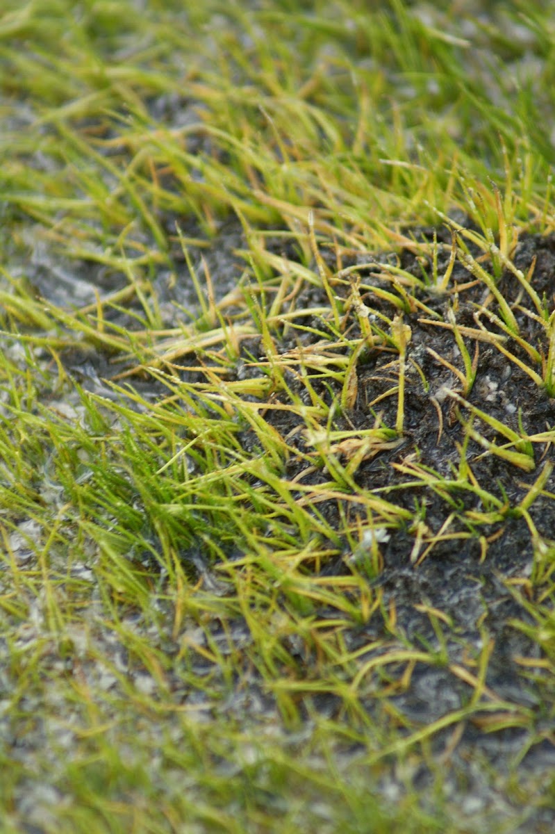 Mat-forming Quillwort | Project Noah