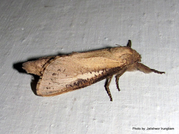 Cossidae | Project Noah