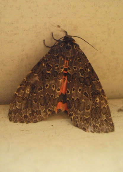 Arctiid moth | Project Noah