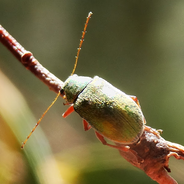 Furry green leaf beetle | Project Noah