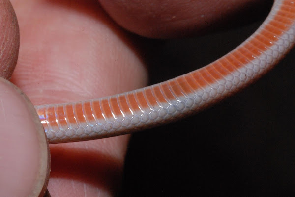 Flat-headed snake | Project Noah