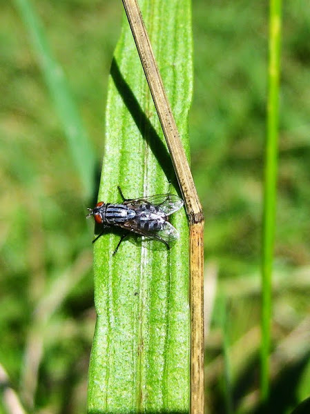 House Fly | Project Noah