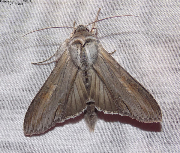 Asteroid Moth | Project Noah