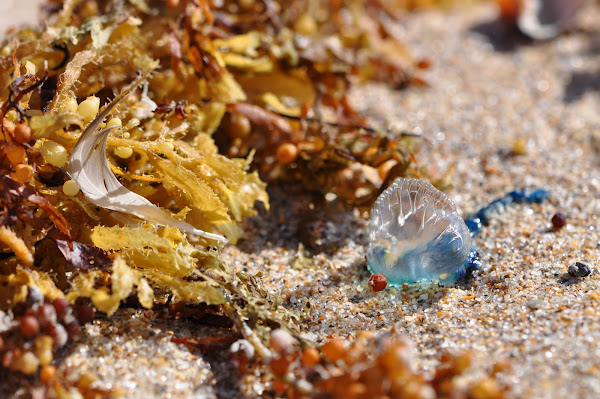 Portuguese Man O War | Project Noah