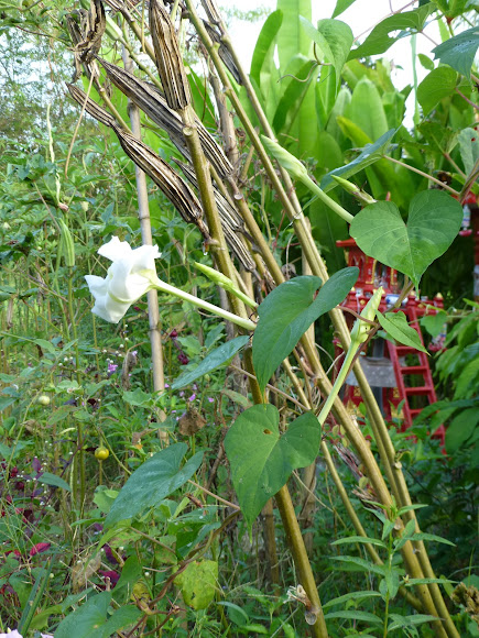 Clove Bean | Project Noah