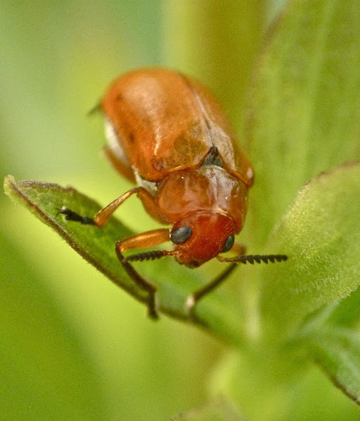 Clay-colored leaf beetle | Project Noah
