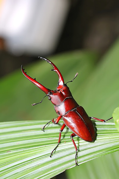 Red Stag Beetle | Project Noah