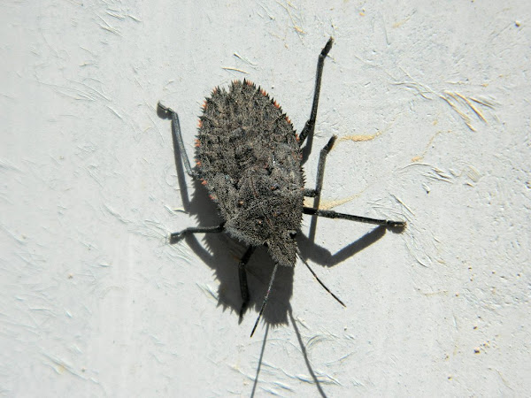 Stink bug, instar. | Project Noah