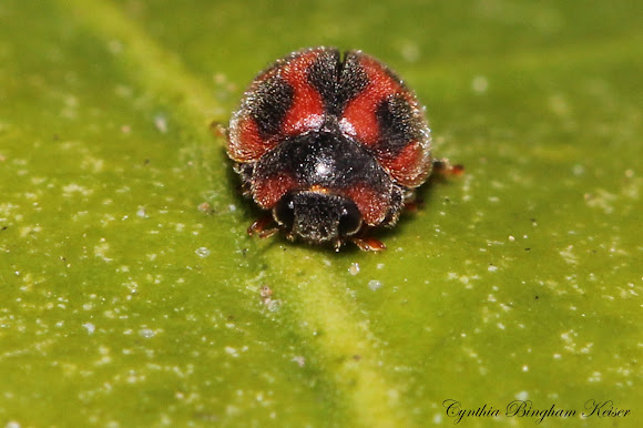 Vedalia Beetle | Project Noah