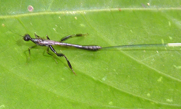 Stephanidae | Project Noah