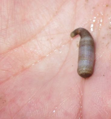 Peanut Worm | Project Noah