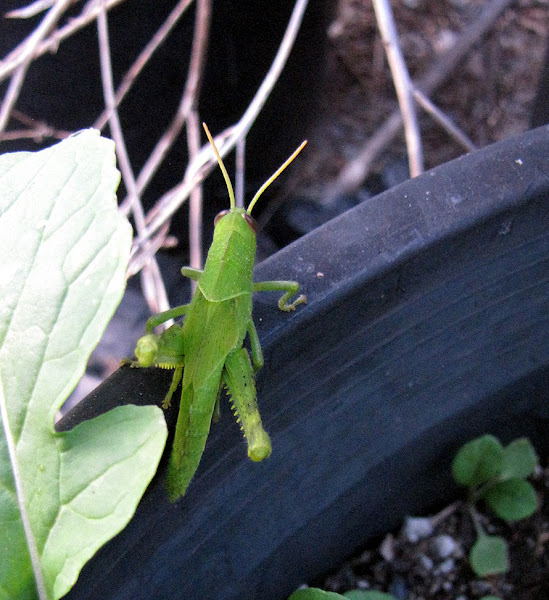 Gray Bird Grasshopper (nymph) | Project Noah