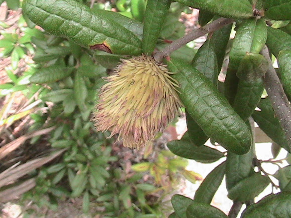 Sand Live Oak WASP GALL | Project Noah