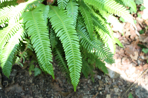 Ladder Fern | Project Noah