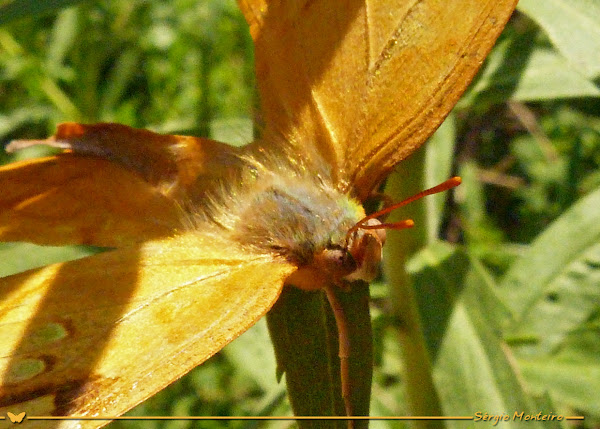 Zaretis Leafwing | Project Noah