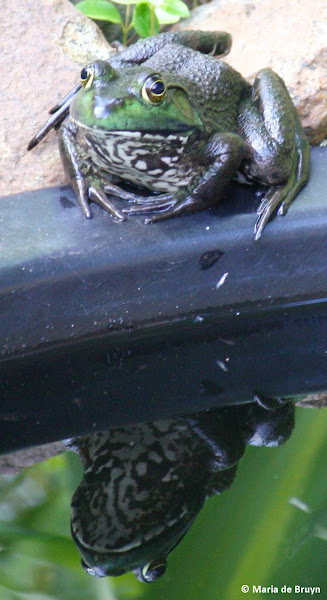 American bullfrog | Project Noah