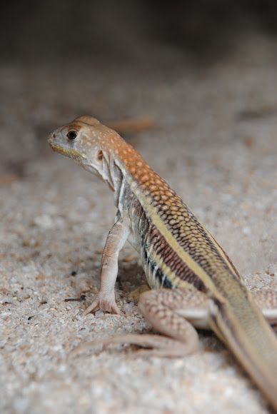 Butterfly lizard | Project Noah