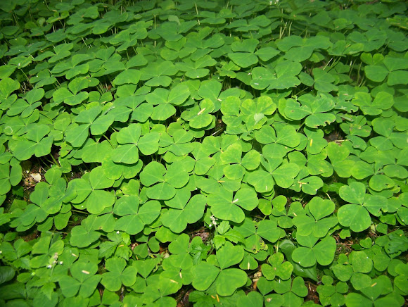 Sourgrass | Project Noah