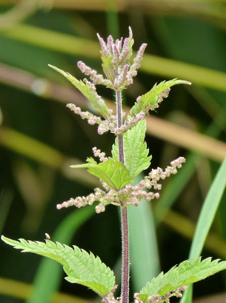 Stinging Nettle | Project Noah