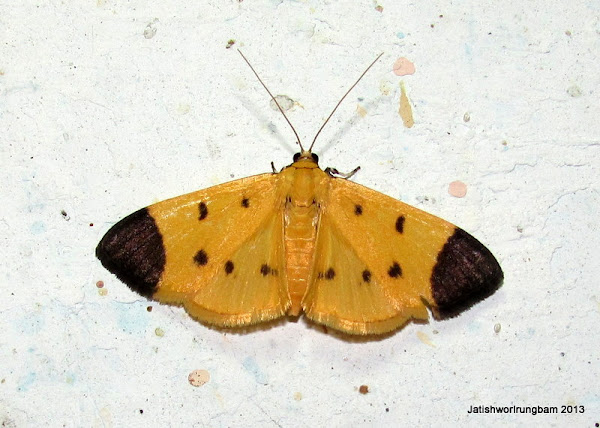 Crambidae | Project Noah