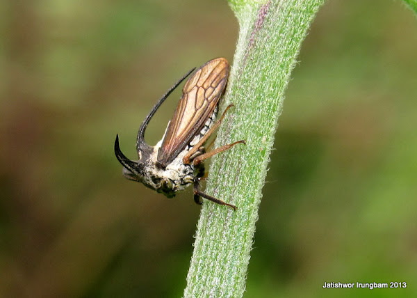 Thorn Mimic Treehopper | Project Noah