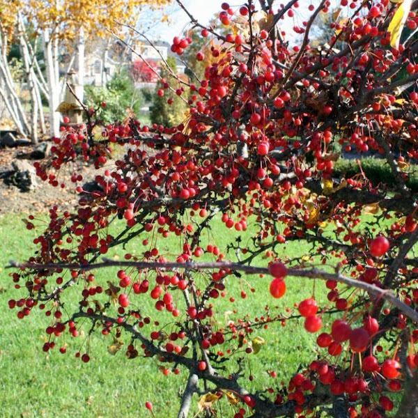 Crab Apple Tree | Project Noah