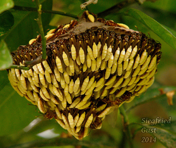 Dog's Tooth Wasps | Project Noah