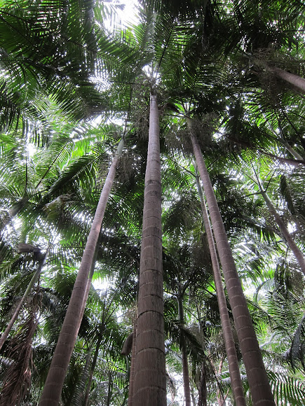 Carpentaria Palms (grove) | Project Noah