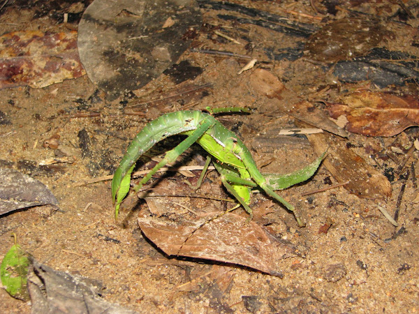 Jungle nymph (Stick insect) | Project Noah