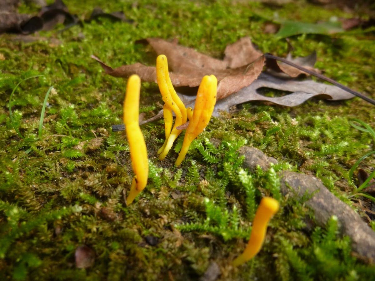 Handsome Club Fungus | Project Noah