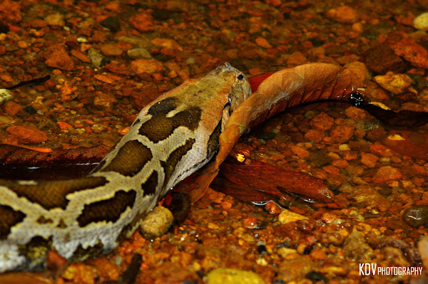 Indian Rock Python | Project Noah