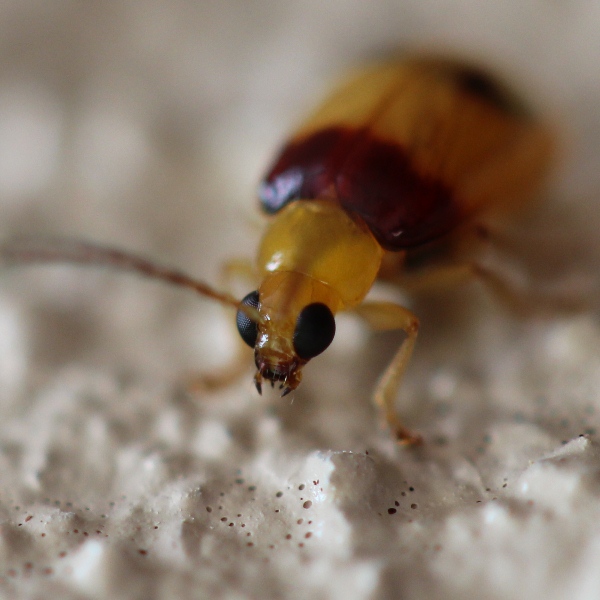 Red-shouldered Leaf Beetle | Project Noah