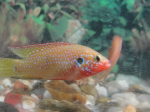 African jewelfish | Project Noah