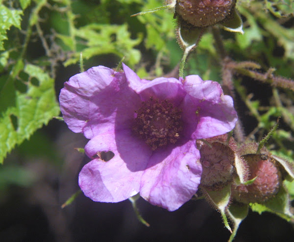 Purple-flowering Raspberry | Project Noah