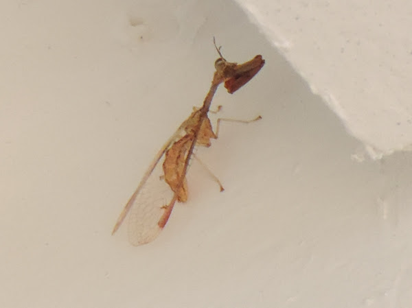 Carolina Mantis | Project Noah