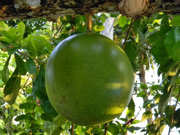 common calabash tree | Project Noah