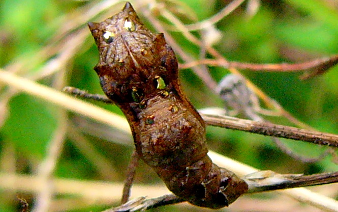 Question Mark Butterfly Chrysalis | Project Noah
