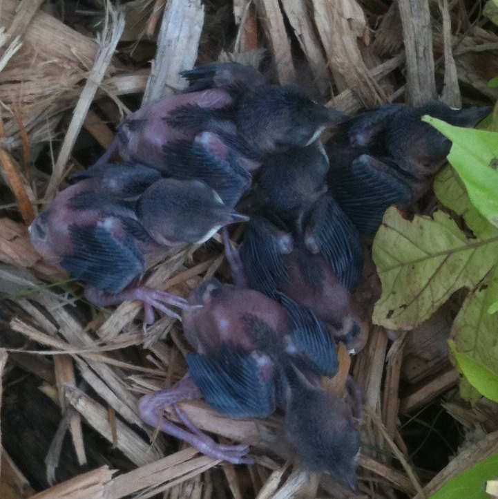 Wildlife Spotting | Project Noah