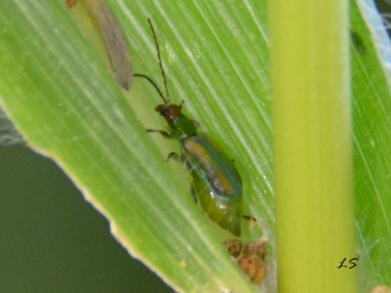 Mexican corn rootworm | Project Noah