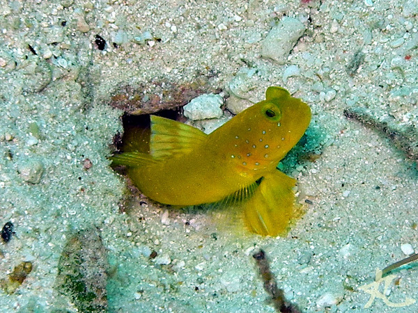 Yellow Shrimp-goby | Project Noah