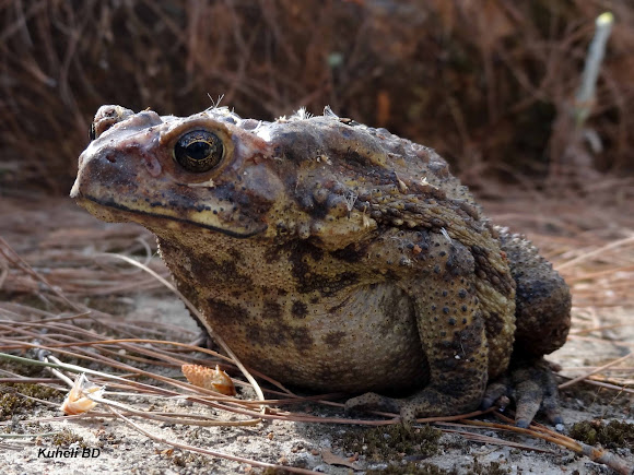 Common Indian Toad | Project Noah