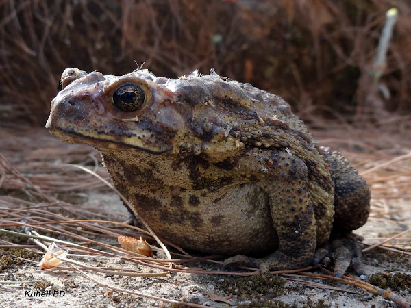 Common Indian Toad | Project Noah