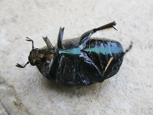 Rose-chafer | Project Noah